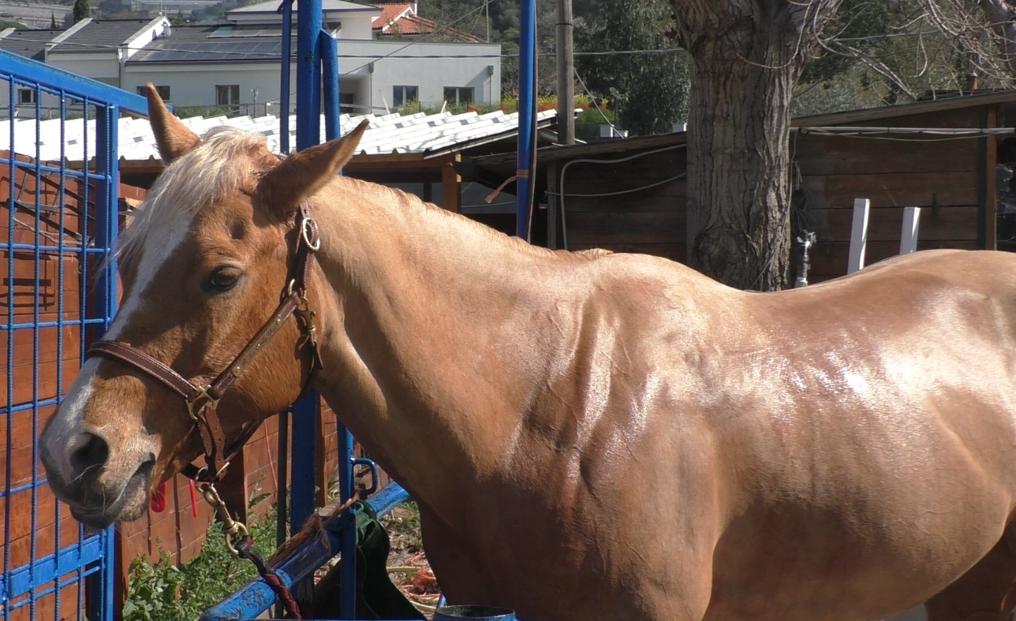 La sensibilità del cavallo, animale dal cuore grande