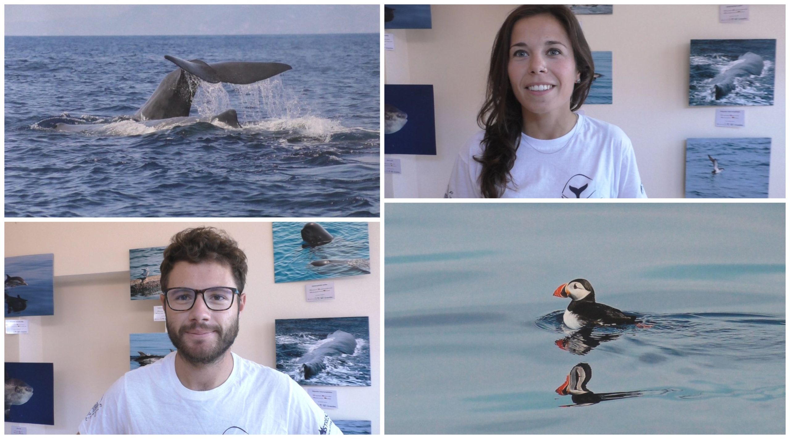 I cetacei del Mar Ligure negli scatti dei biologi di Costa Balenae