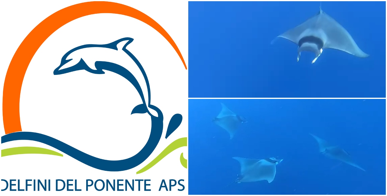 "Non sono mante ma mobule: stranamente sono vicine alla costa"